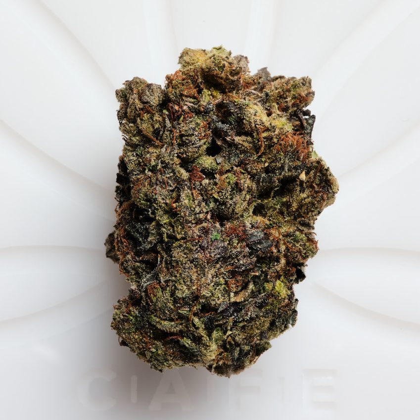 Wagyu Strain | CAFE