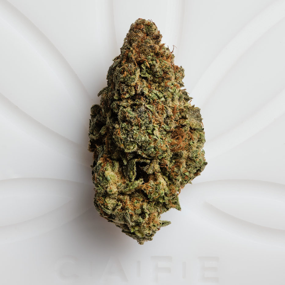 GMO Strain | CAFE