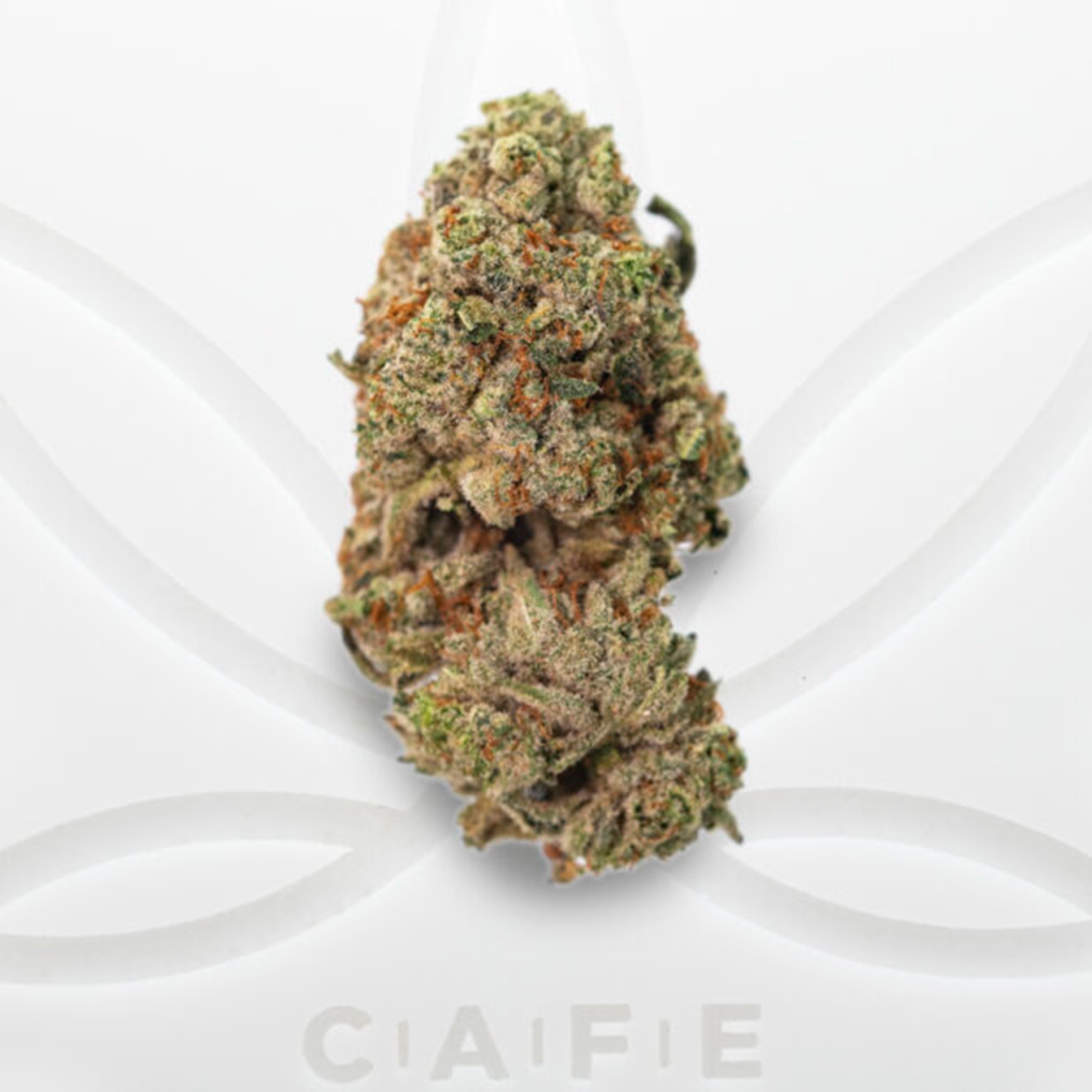 Best Gassy Marijuana Strains to Try Today