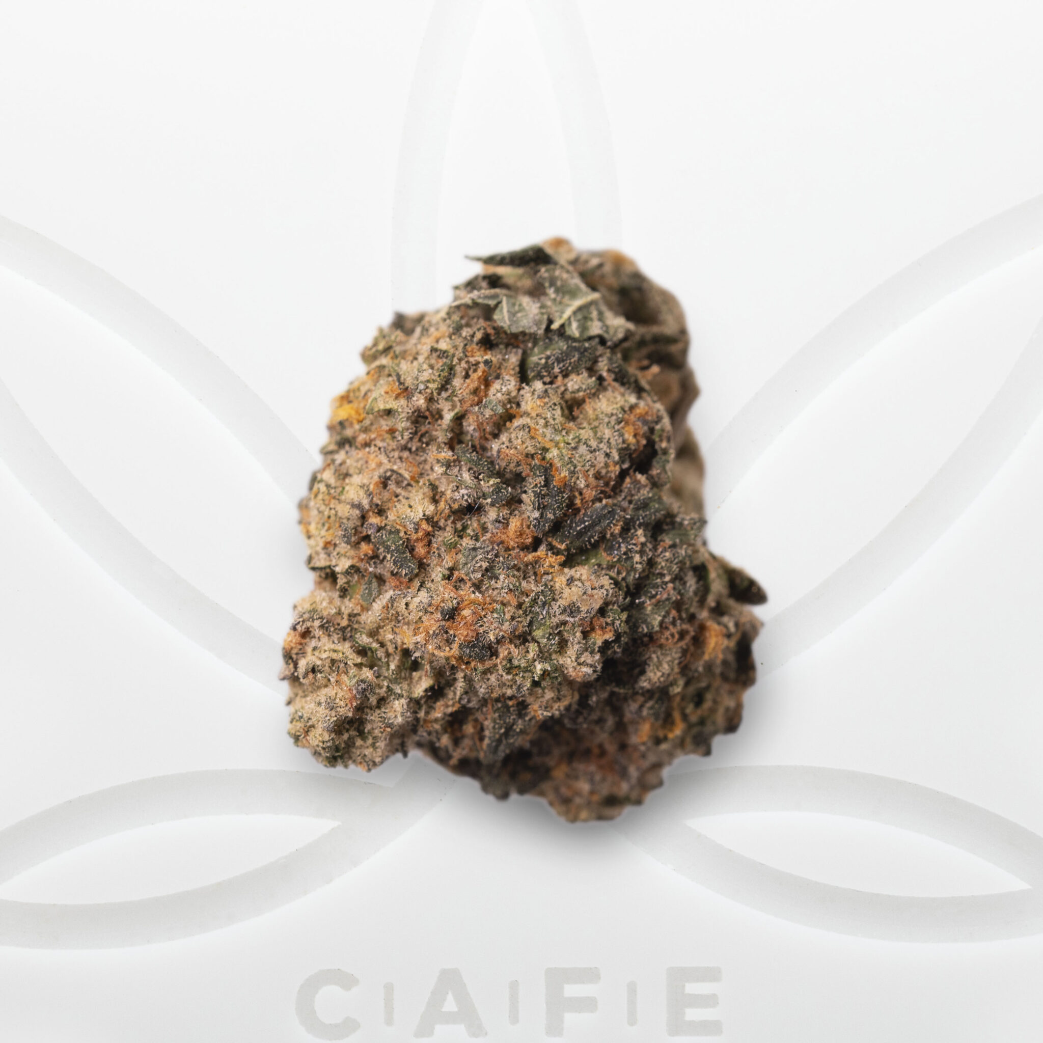 Bananaconda Strain | CAFE